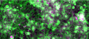 GMP Cell & iPSC Manufacturing Services / Off-the-shelf GMP iPS Cell ...